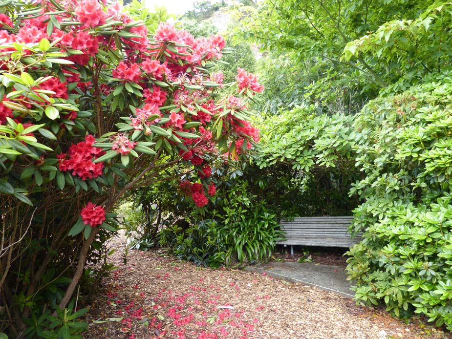 Lady Thorn Dell Garden - Dunedin City Council