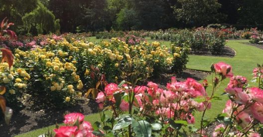 Pollard Park - Marlborough District Council